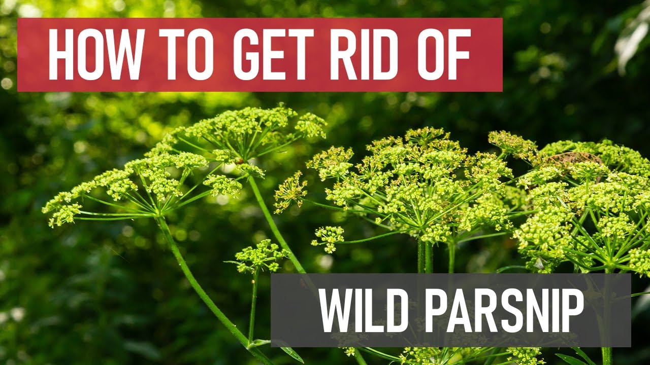 Wild Parsnip Control: How to Get Rid of Wild Parsnips | DIY Wild ...