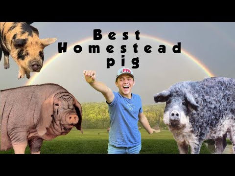 What is the best Homestead Pig - Meishan Vs Mangalitsa Vs Kune Kune