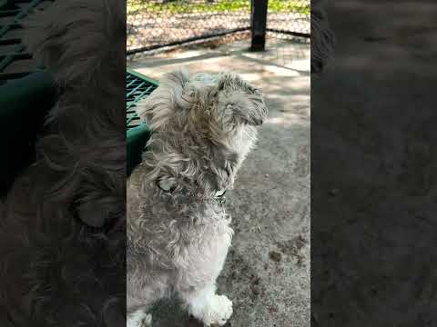 Dream #live #dogs #facebook #livestream #songs #dog #music #dream #shortsvideo #shorts #short