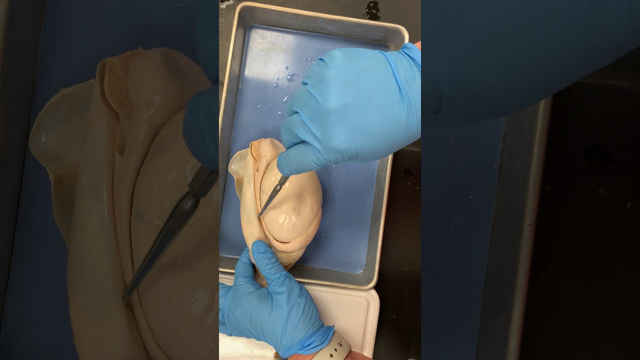 BIO 212 Sheep Testes Dissection
