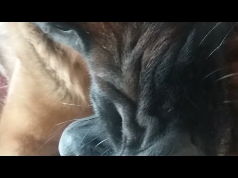 "MOUTH BITE IN ACTION "GERMAN SHEPHERDS
