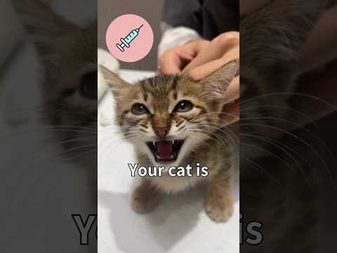 3 Signs Your Cat Is Painful ๐ญ #facts