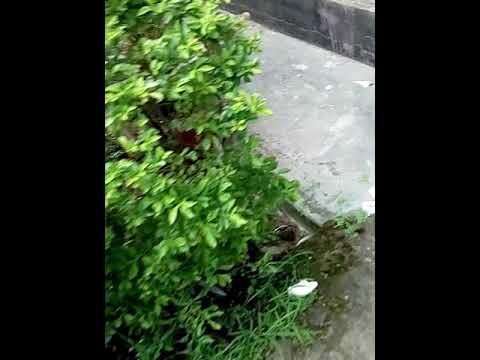 Cute cat of Barishal govt Girls high school
