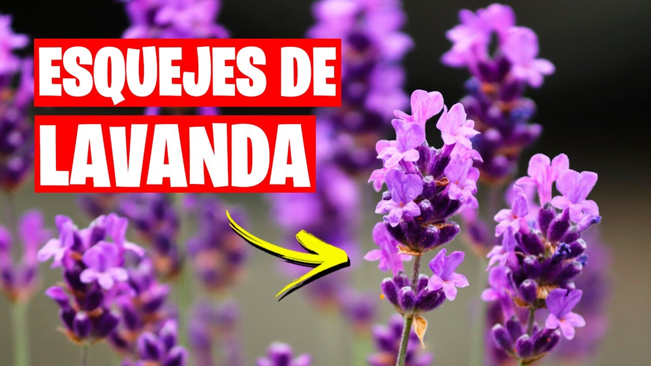 Cuándo y cómo podar la Lavanda | Plantas