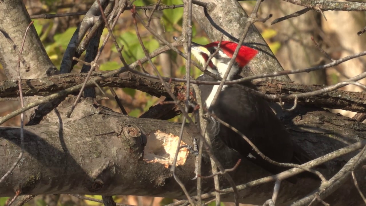 Pileated Woodpecker Call