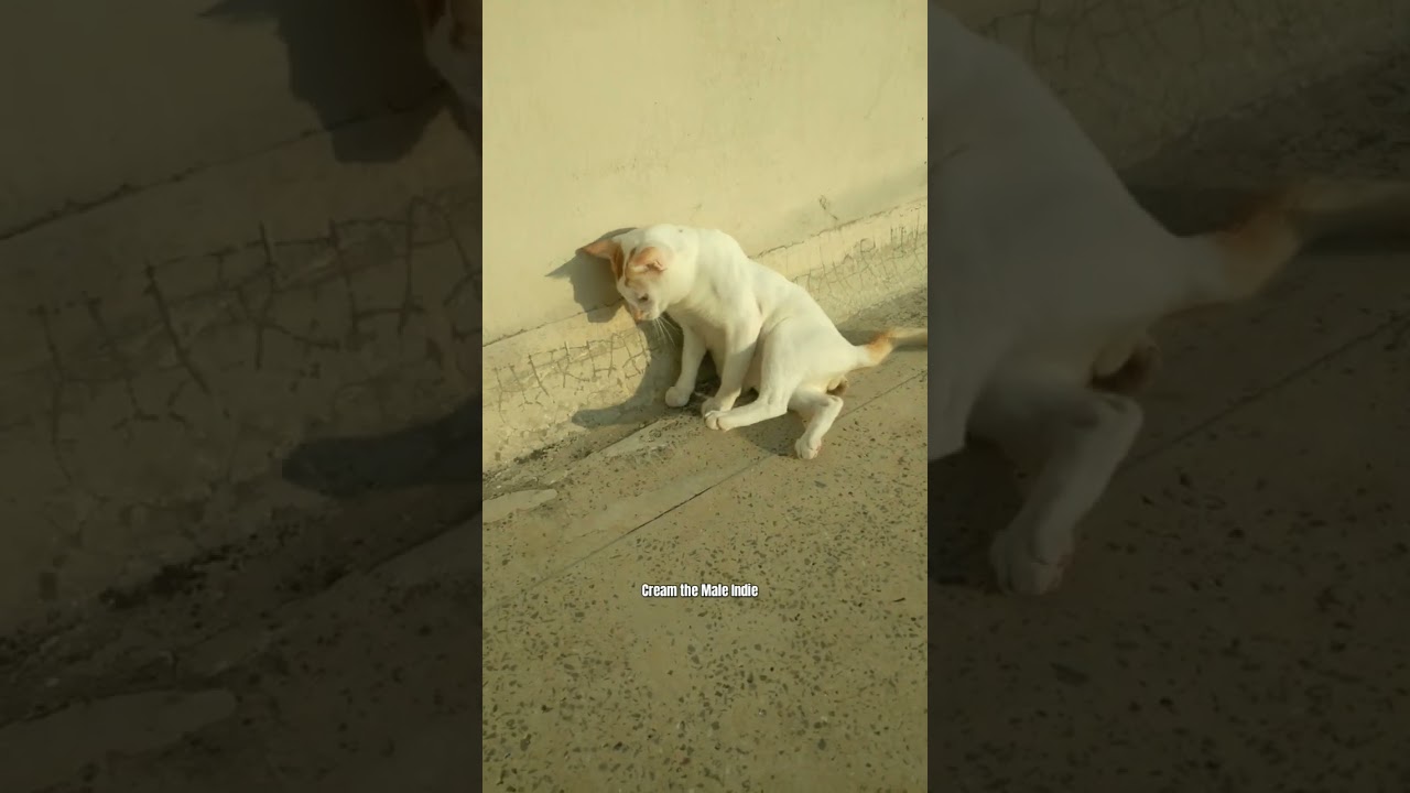 Funny Cat video for a scroll break 🤍 ||  please subscribe 🤍 || #cat #catshorts #fyp #funny #cutecat