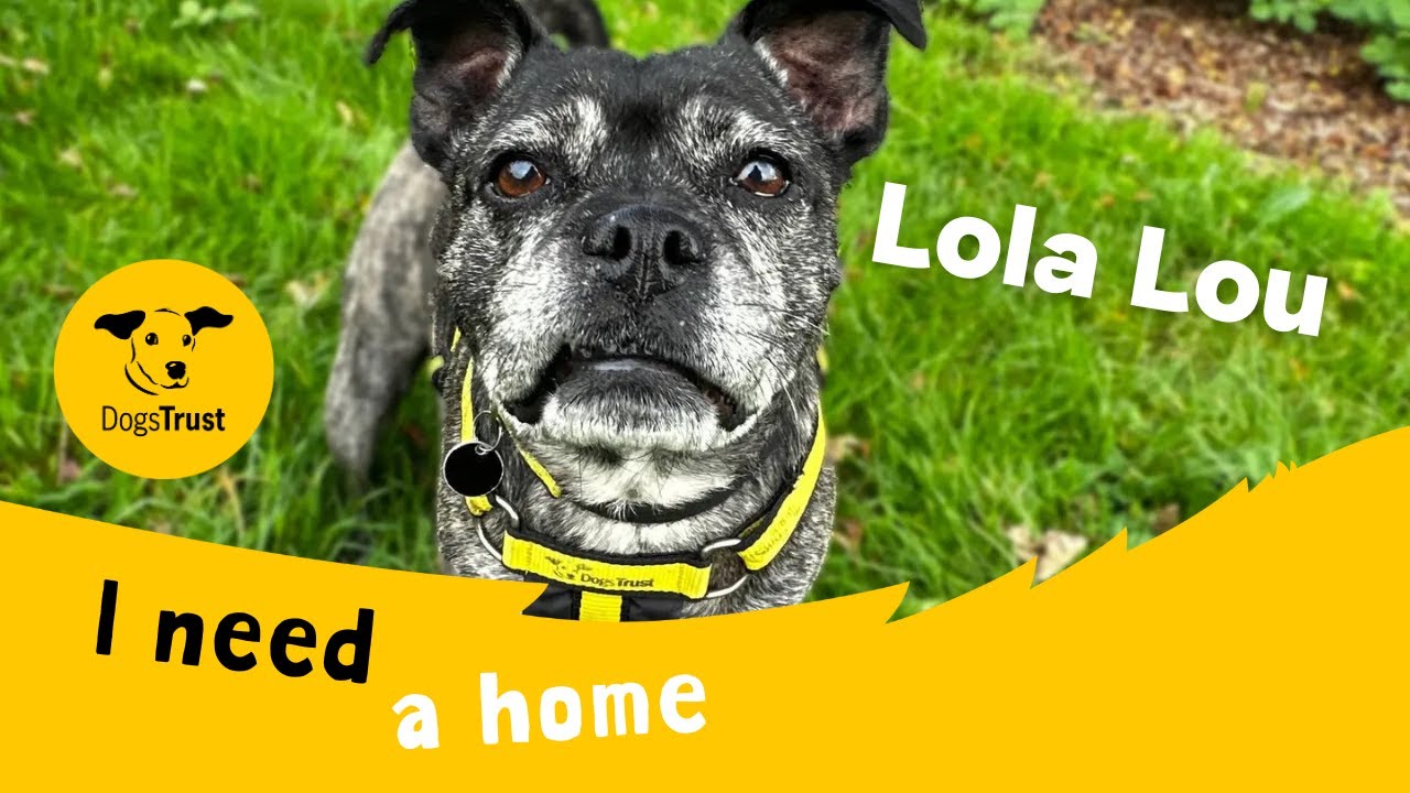 Lola Lou (Dogs Trust Shoreham, fostered Sussex) – Oldies Club