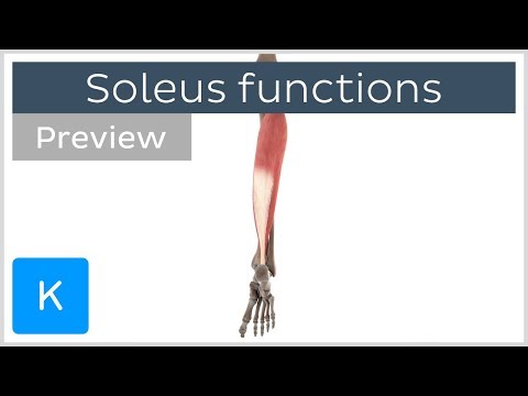 Functions of the soleus muscle (preview) - 3D Human Anatomy | Kenhub