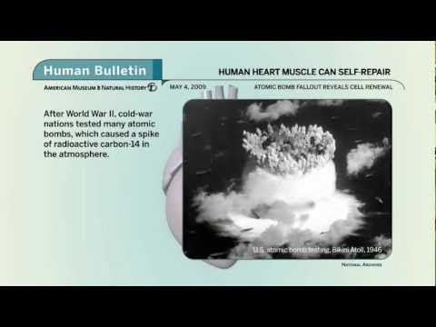 Science Bulletins: Human Heart Muscle Can Self-Repair