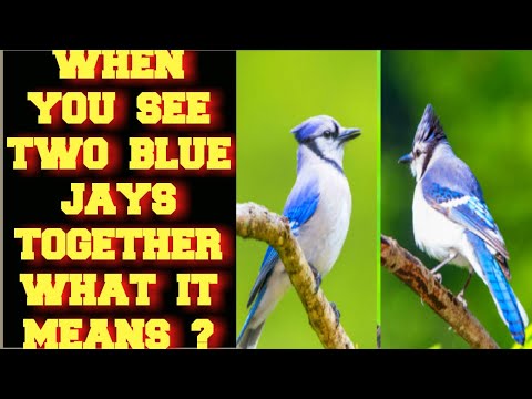 WHEN YOU SEE TWO BLUE JAY BIRDS TOGETHER WHAT DOES IT MEAN ?