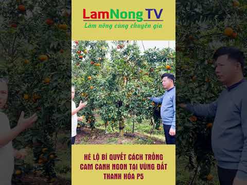 Phần 5 Hé Lộ Bí Quyết Cách Trồng Cam Canh Ngon Nhất Tại Vùng Đất Thanh Hóa || LamNongTV