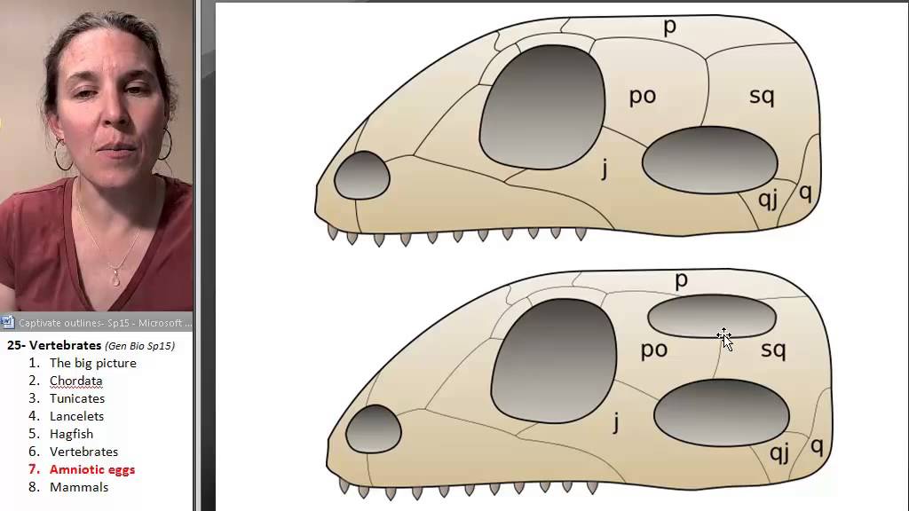 Vertebrates 7- Amniotic egg