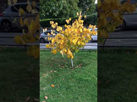 Witch hazel (Hamamelis) - shrub - September 2017
