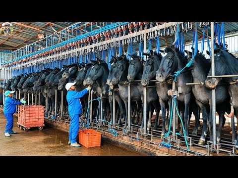 Horses Too Big to Slaughterhouse - How is Giant Horse Meat Processed? - Horse Meat