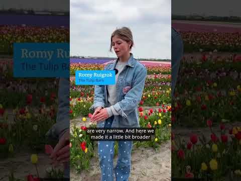 Netherlands β tulip fans pay attention!
