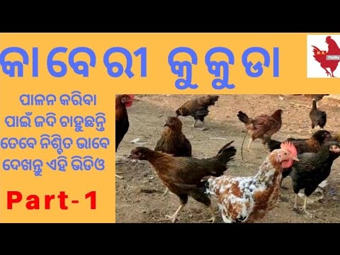 Desi Chicks & Aseel Chicks by Mk Poultry & Hatchery, Ganjam