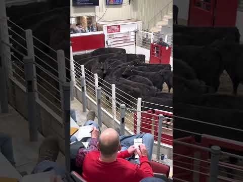 Broken Bow Livestock selling 22 heifers weighing 560 lbs for Anthony Farms (2023)