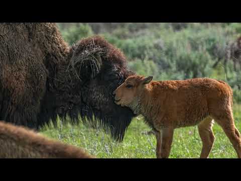 Yellowstone in May, 2024