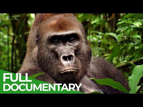 Wild Congo | King Kong's Lair | Free Documentary Nature
