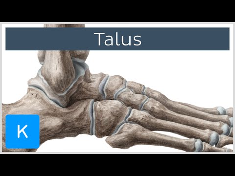 Talus Bone Anatomy and Innervation - Human Anatomy | Kenhub