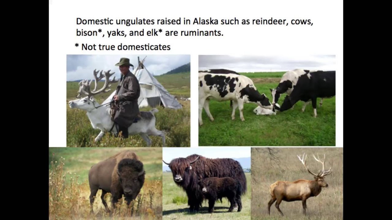 HLRM120: Digestion in Domestic Ruminants