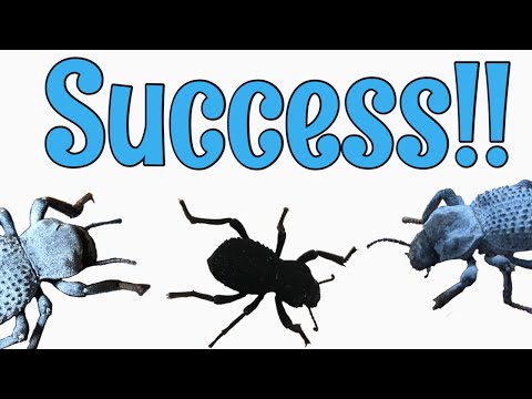 Breeding Blue Death-Feigning Beetles Update: An Adult Beetle Has Emerged!