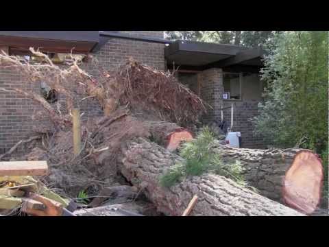 Wireless Remote Control Stump grinder on DANGEROUS overturned tree