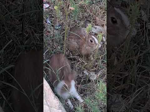Wild Rabbit Distress Call - Real Crying Sound of a Trapped Rabbit