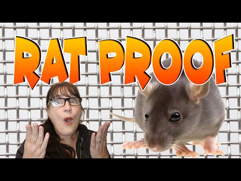 Mouse and Rat Proofing for guinea pig on a balcony or outdoors