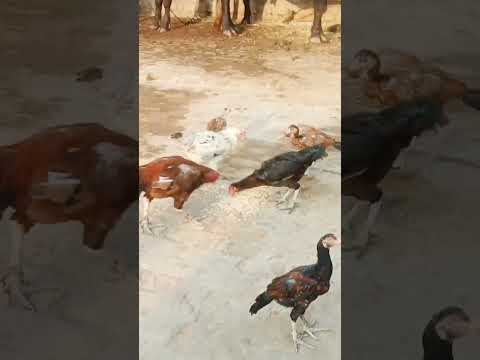 aseel murga and brothers TikTok #video#