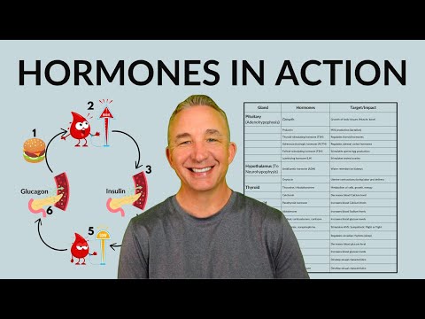 Endocrine System and Negative Feedback Loop: How Hormones Control the Body