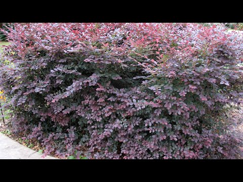 Loropetalum chinense known as loropetalum, Chinese fringe flower, an evergreen, multi-stemmed shrub