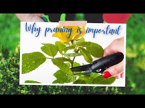 How to Prune Trees | Types of Pruning, Science and Arts