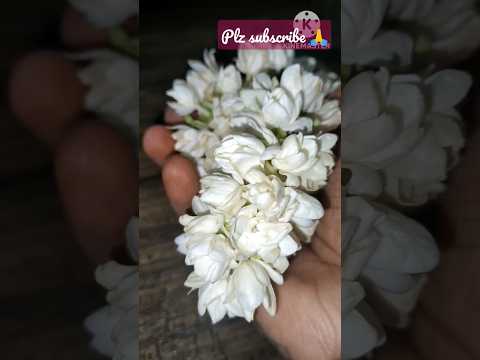 మల్లె పూలు🥰💕| love on Jasmines |summer season spl| #viral #ytshorts #trending #flowers #shorts #love