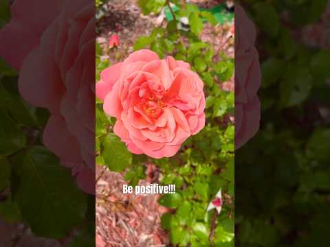 Peach/Orange Fragrant Rose#shorts #youtubeshorts#nature#garden #gardening#new#plants