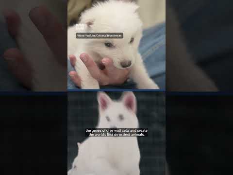 Extinct for 10,000 years, direwolf pups bred by biotech firm | ABC NEWS