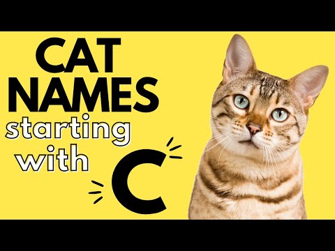 180+ Cat Names Starting With "C" | Boy and Girl Cat Names