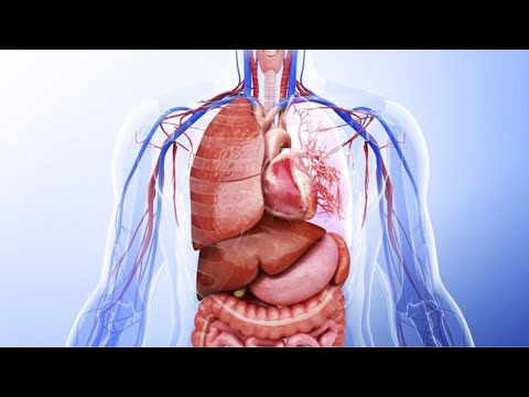 ZANG FU ORGAN THEORY IN CHINESE MEDICINE Review