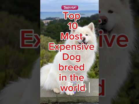 Top 10 Most Expensive Dogs Breed in the world | Shocking Price |#doglover