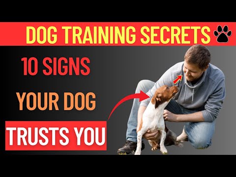 10 Signs Your Dog Has Imprinted on You – Expert Dog Training Tips by The Online Dog Trainer