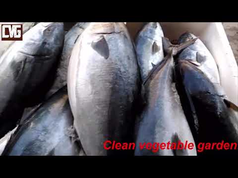 Samson Seafood Market in Vietnam - Sam Son Vietnam