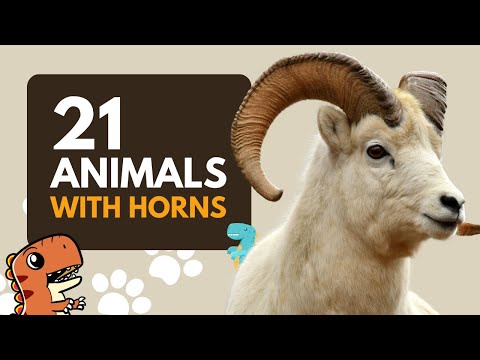 21 Animals with Horns for Kids to Learn - Educational Video