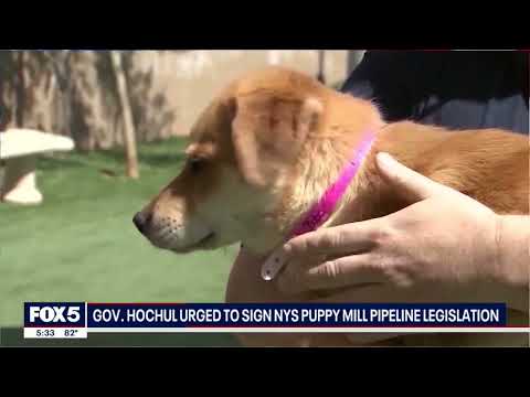 FOX 5 NY: Senator Mike Gianaris Fights To Ban Puppy Mills - 8/18/22