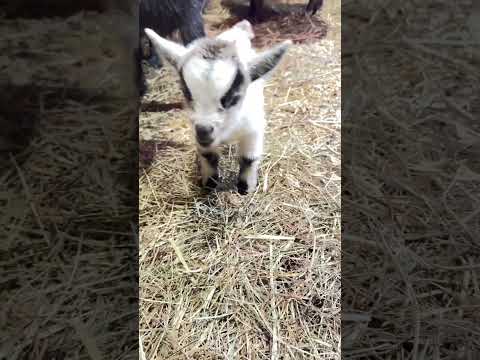 Comforts newborn Pygmy goat babies! ❤️ so adorable 🥰
