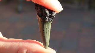 Haaientanden zoeken in Zeeland - Waar vind je haaientanden