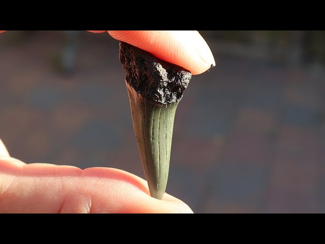 Haaientanden zoeken in Zeeland - Waar vind je haaientanden