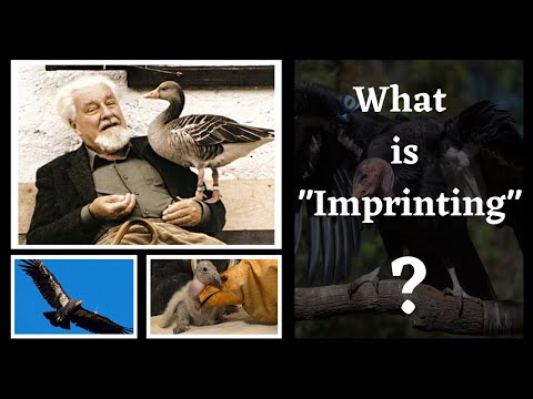 What is "Imprinting" ?