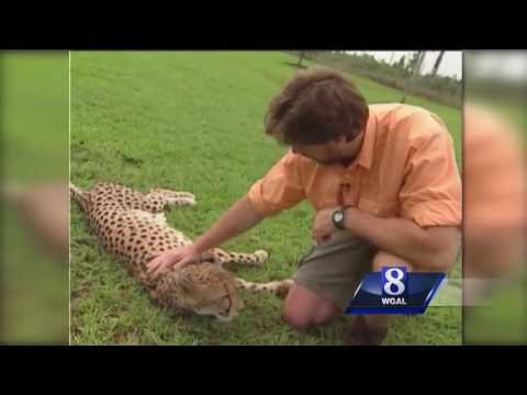 Wild Moments: Cheetahs are the fastest land animal on the planet