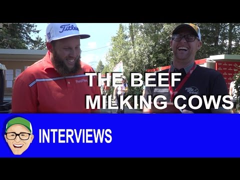 The Beef Milking Cows