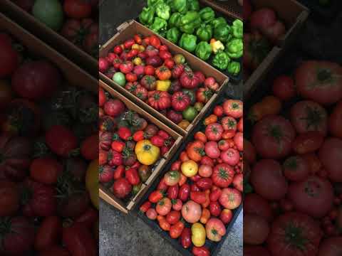 Top 3 Favorite Large Heirloom Tomatoes